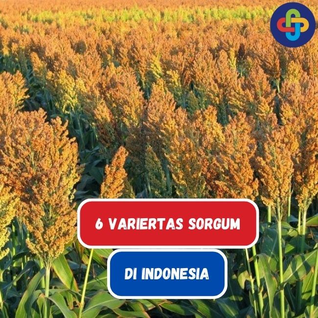 Sorgum: Mengenal Varietasnya di Indonesia, Ada Sorgum Manis