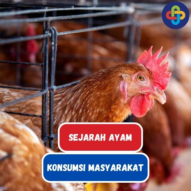 Mengenal Sejarah Panjang Ayam